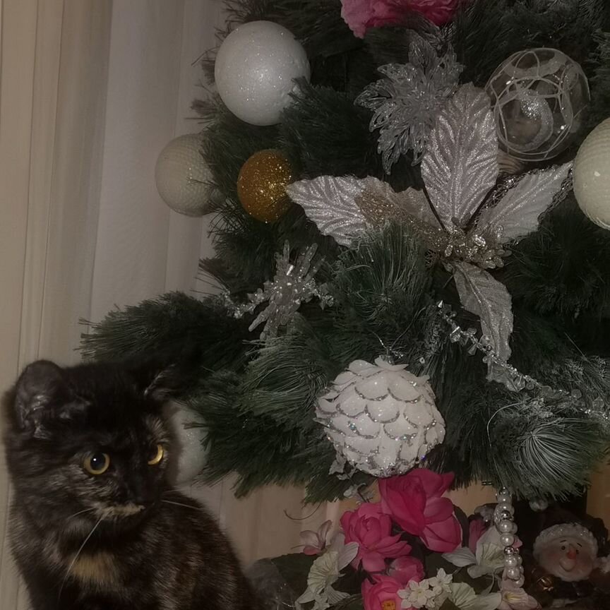 Кошечка 5 мес