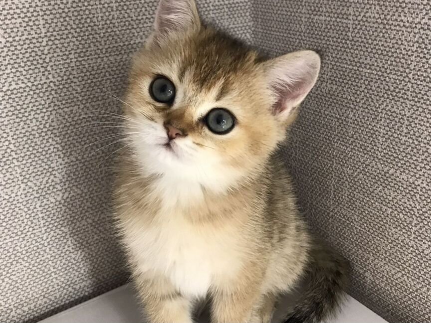 Котята британская золотая шиншилла
