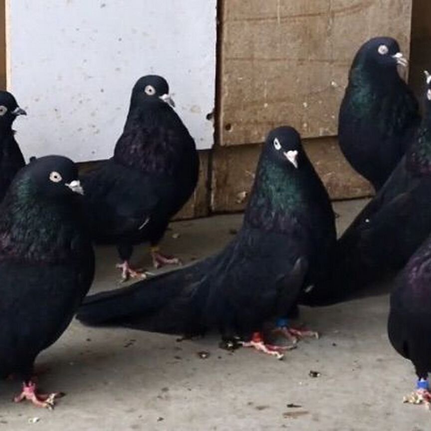 Купля продажа голубей