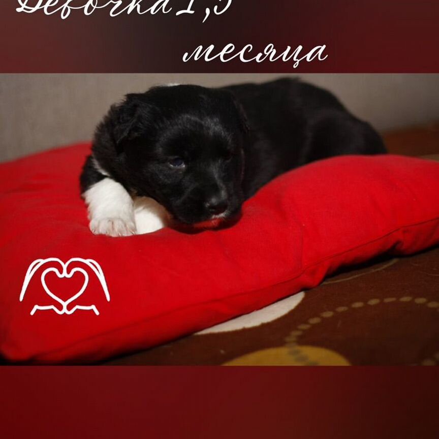 Собака в добрые руки