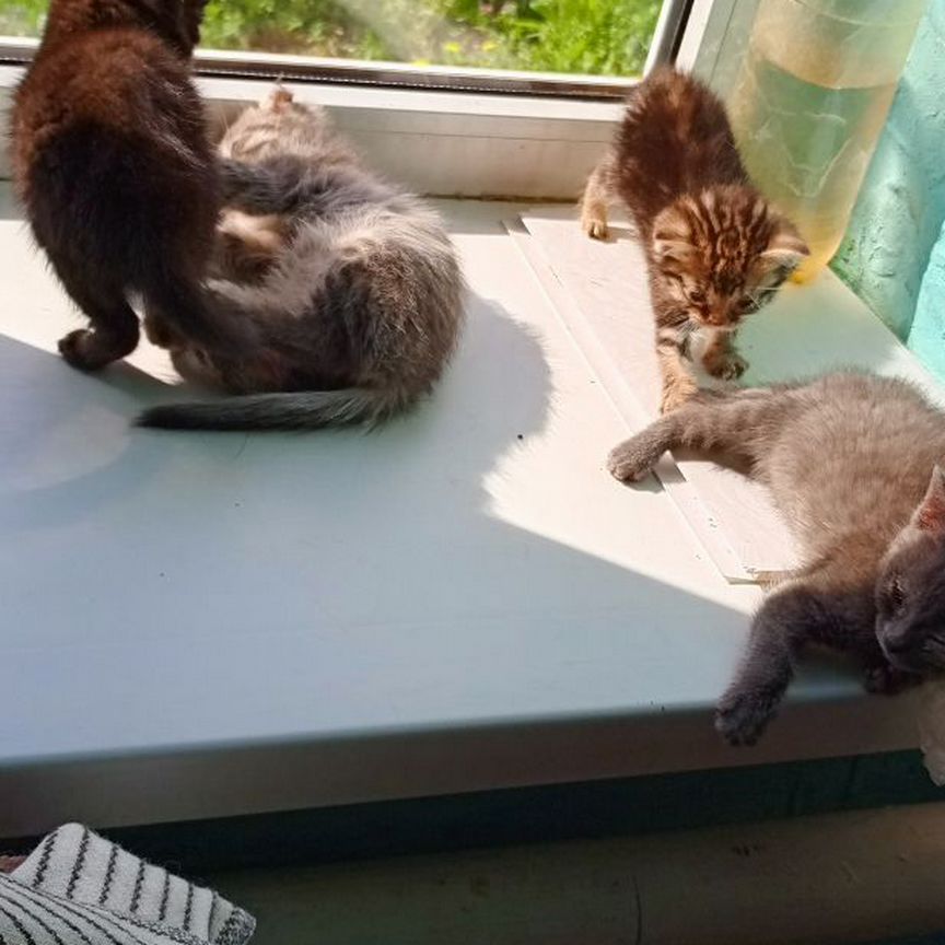 Игривые котята