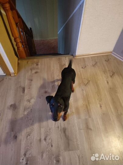 Собака в добрые руки отдам бесплатно