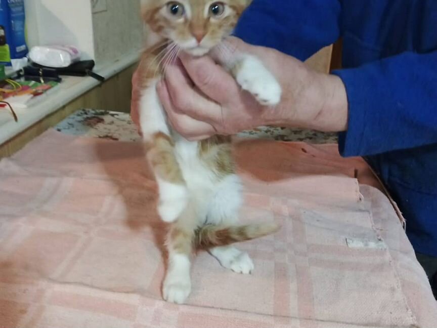 Шотландские вислоухие котята в дар