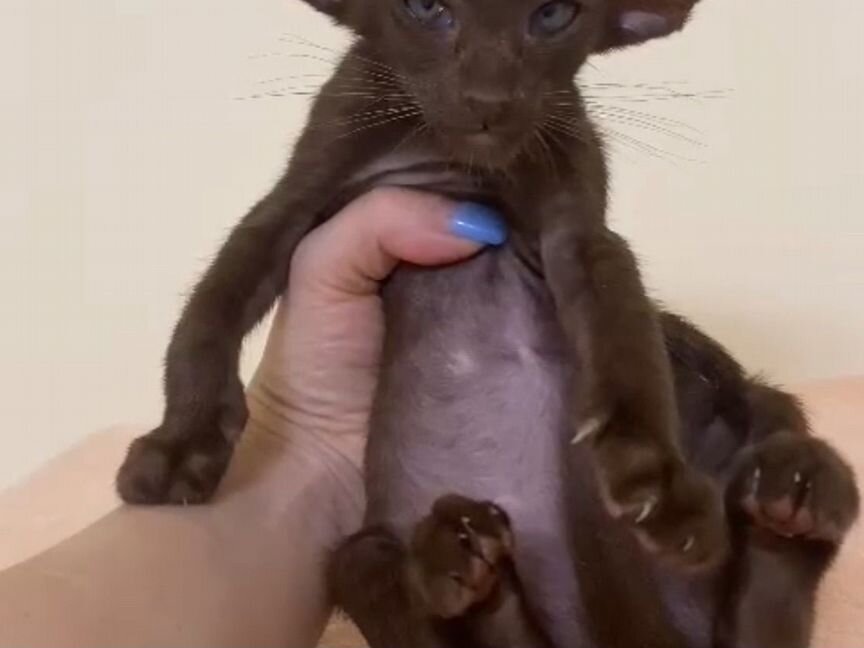 Ориентальные котята экстрим и совренный тип