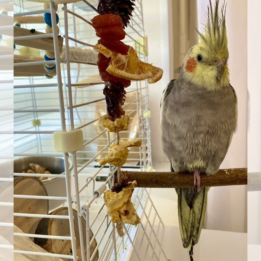 Попугай корелла мальчик