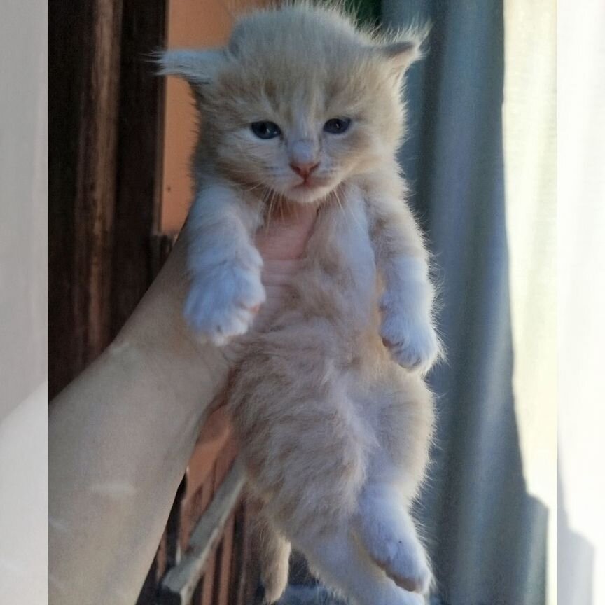 Красивые котята в добрые руки