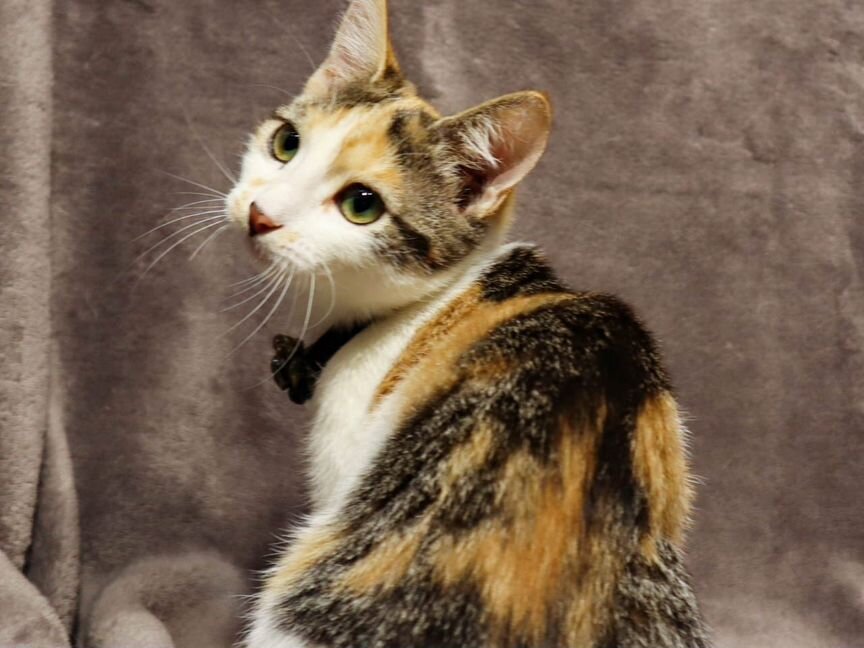 Котенок ищет дом