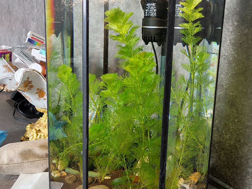 Аквариум с креветками