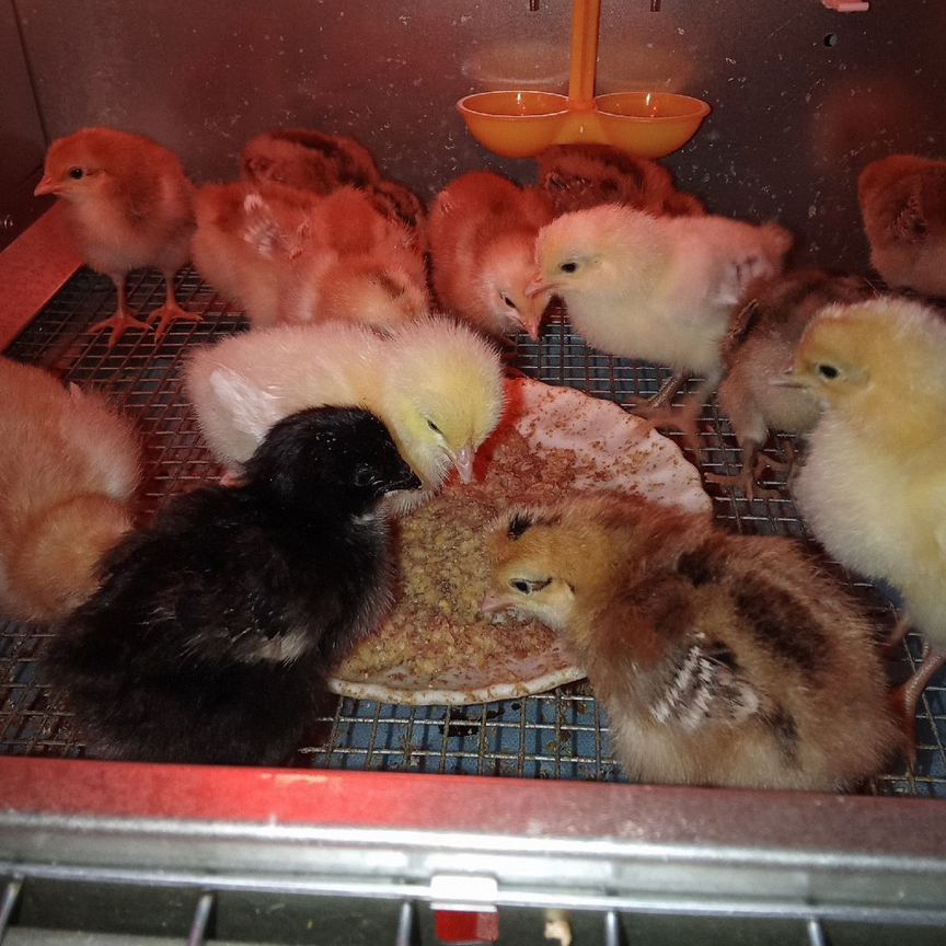 Цыплята несушки