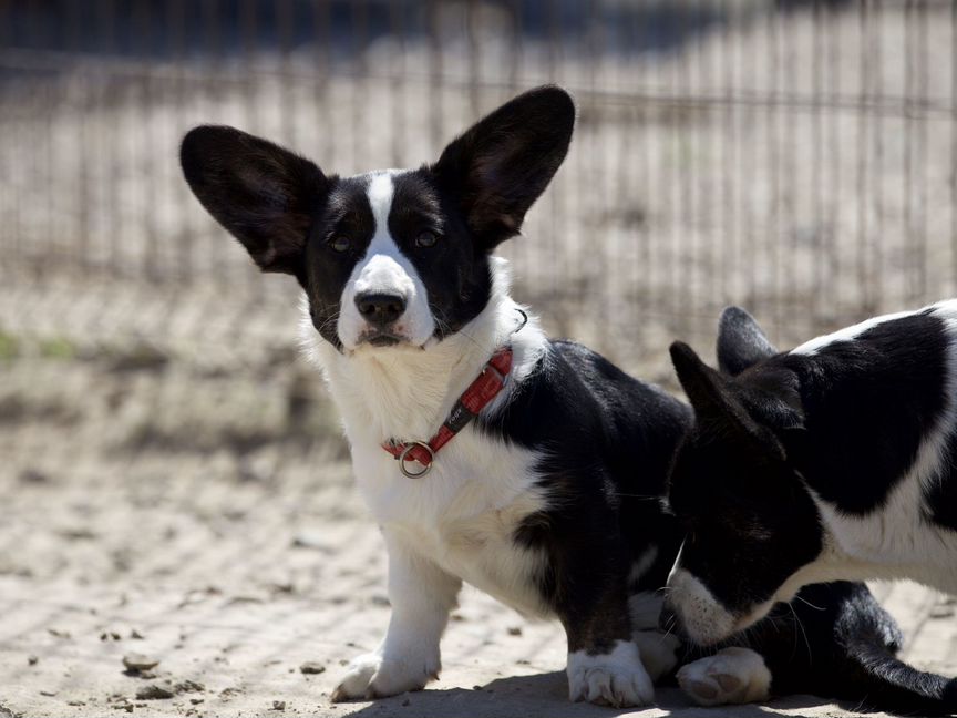 Шикарная девочка корги кардиган