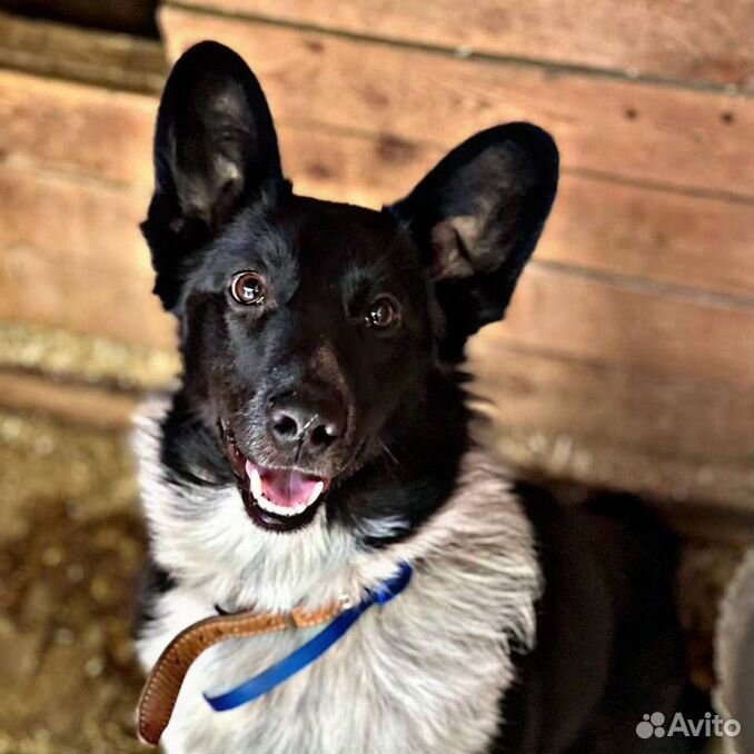 Бас щенок в приюте