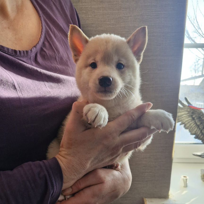 Кремовые мальчики сиба ину