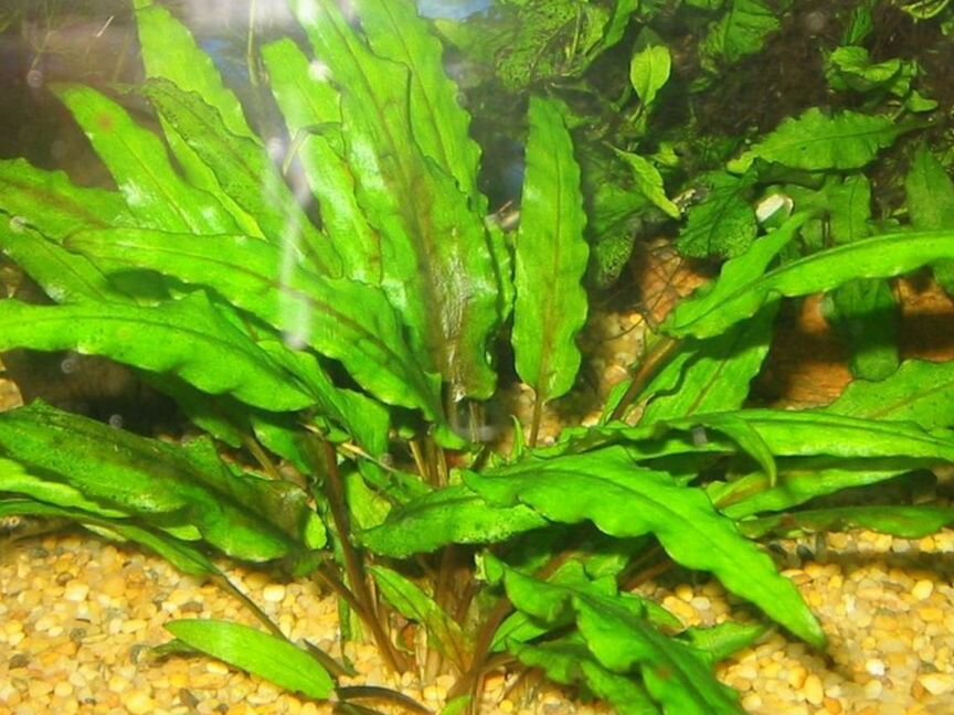 Аквариумные растения