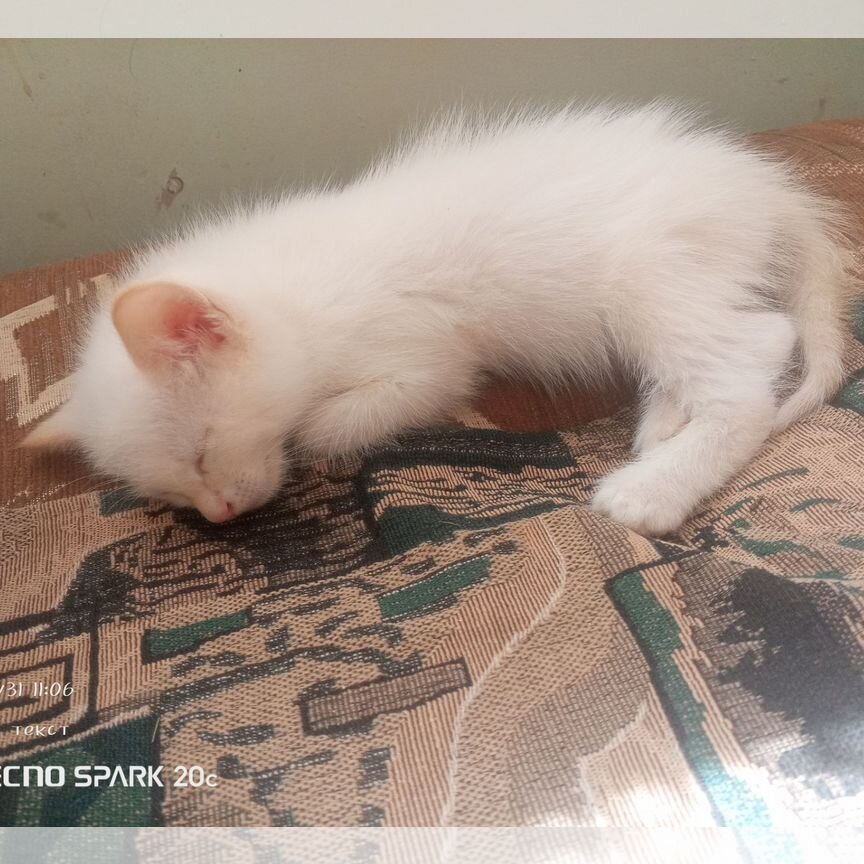 Отдам бесплатно котят в добрые руки