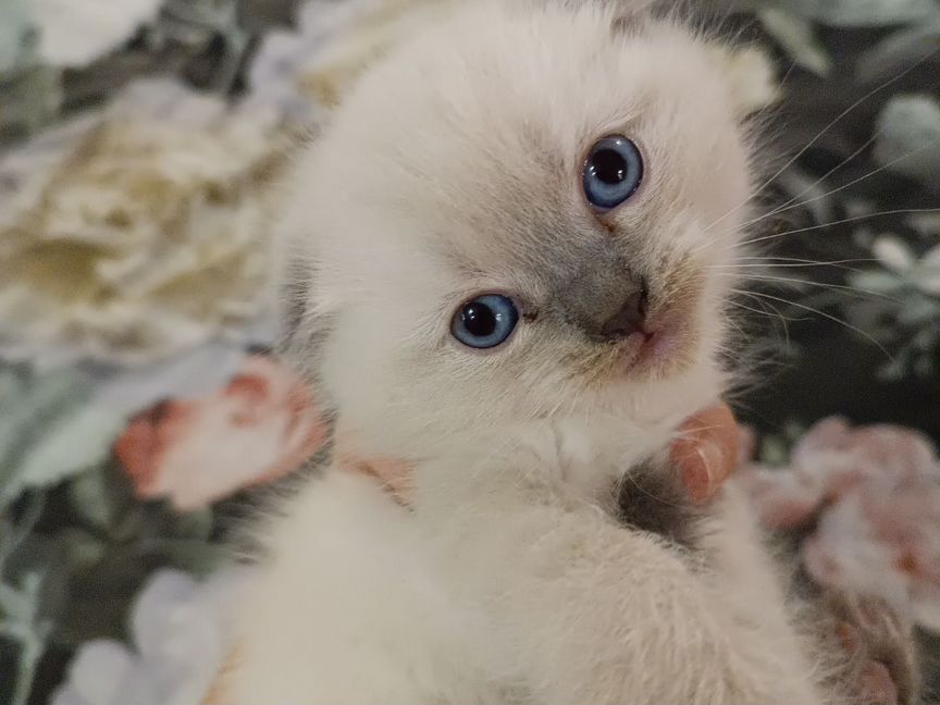 Шотландские котята