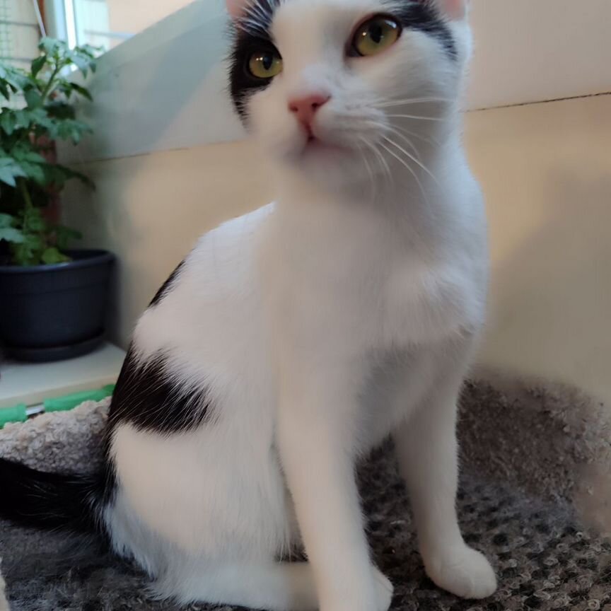 Кошки в добрые руки