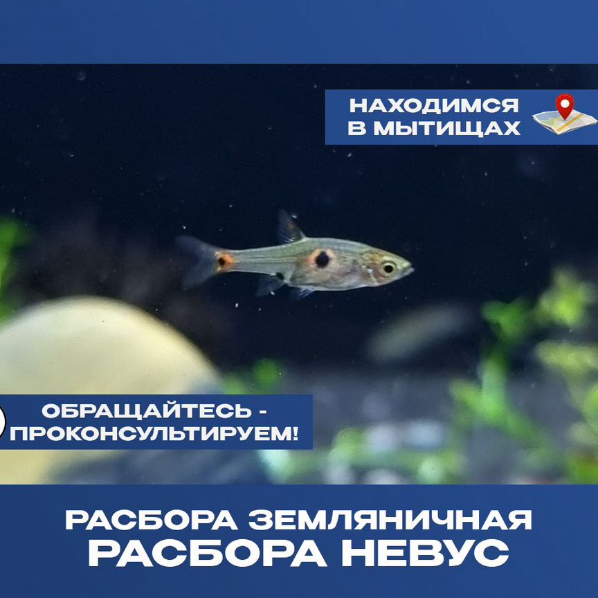 Расбора земляничная, Расбора Невус