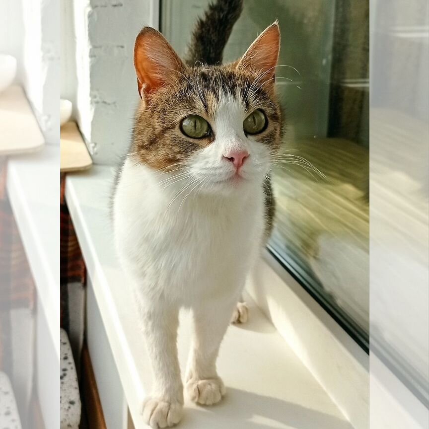 Кошечка плачет на улице