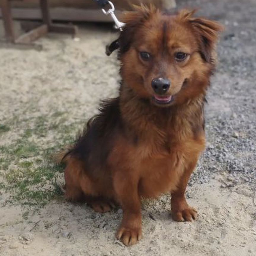 Взрослый пёс в добрые руки