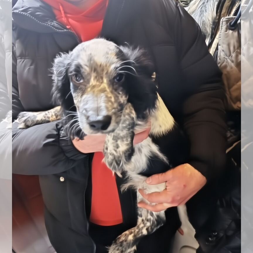 Русский охотничий спаниель, щенок