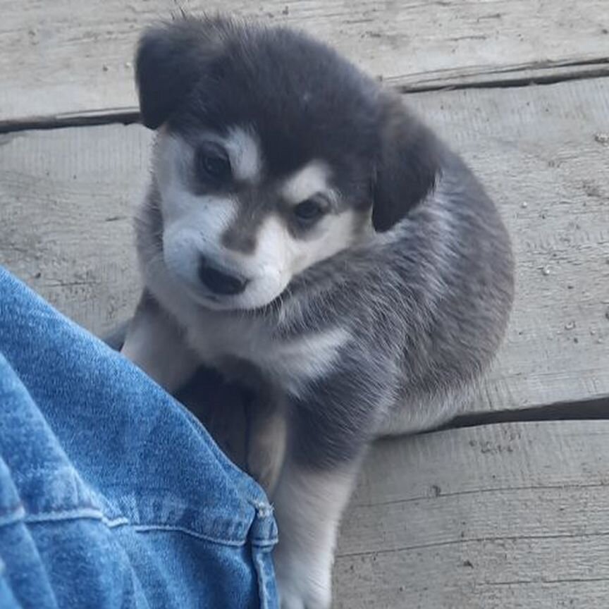 Лабрадор-ретривер, щенок