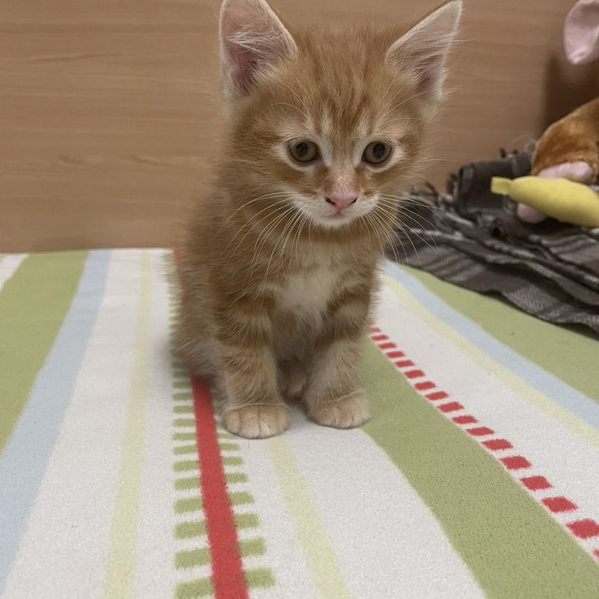 Кошки