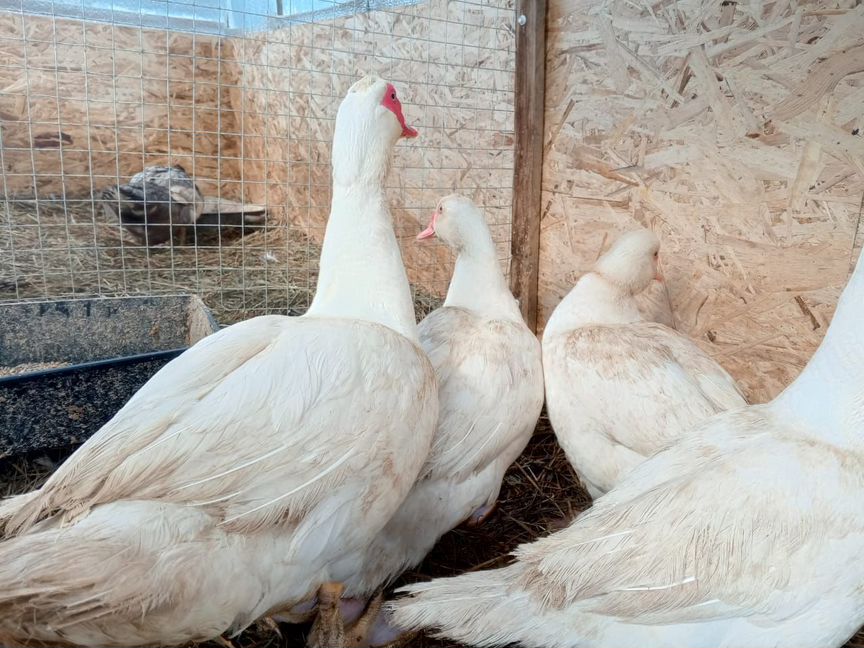 Индоутки тяжёлой линии,шоколад,белые