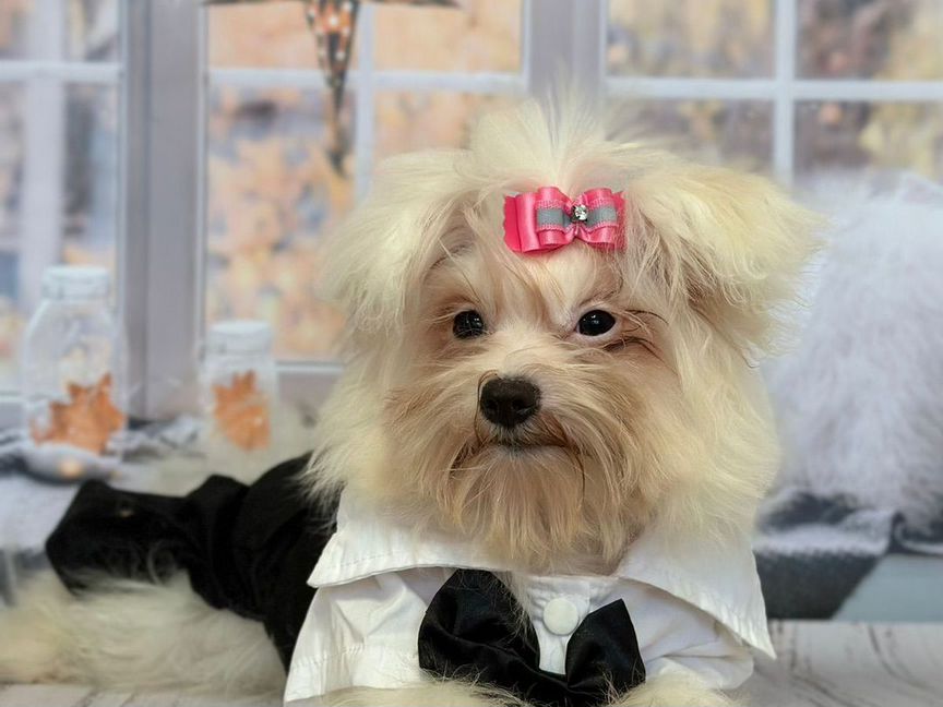 Мальтезе мальчик