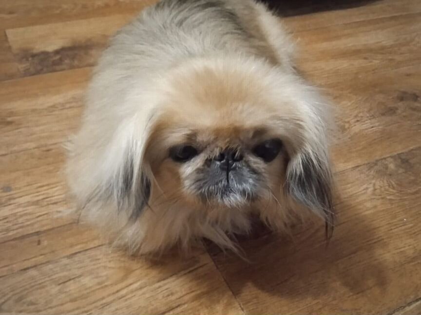 Найден пекинес