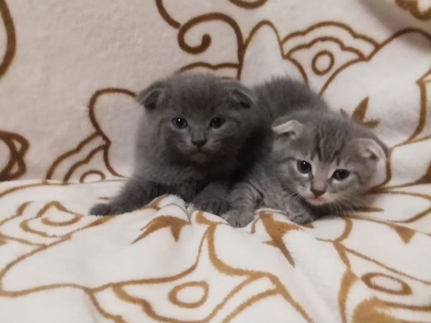 Британская вислоухая кошка