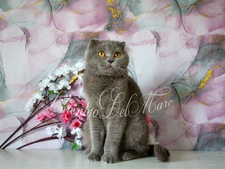 Чистокровная кошка Скоттиш Фолд