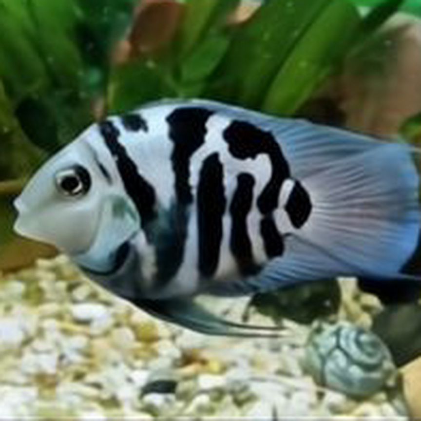 Сапфировый попугай