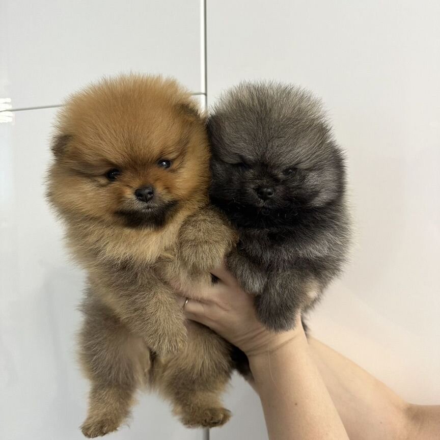 Померанский шпиц тип мишка