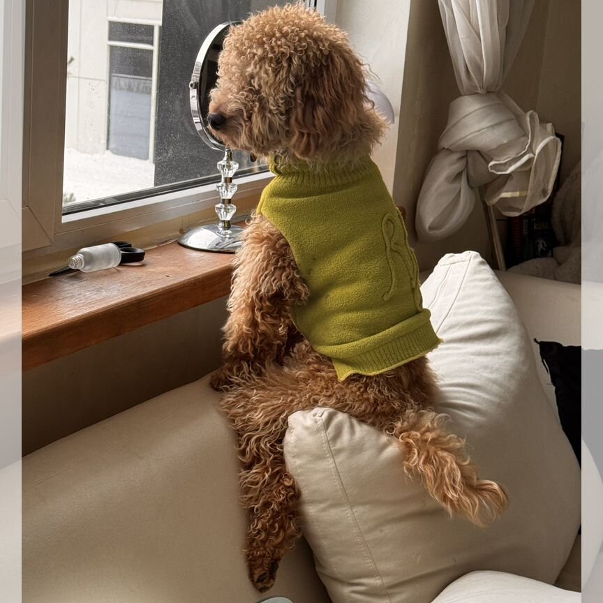 Карликовый пудель, щенок