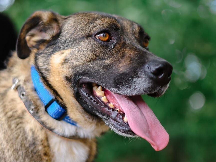 Собака из приюта в добрые руки отдам бесплатно