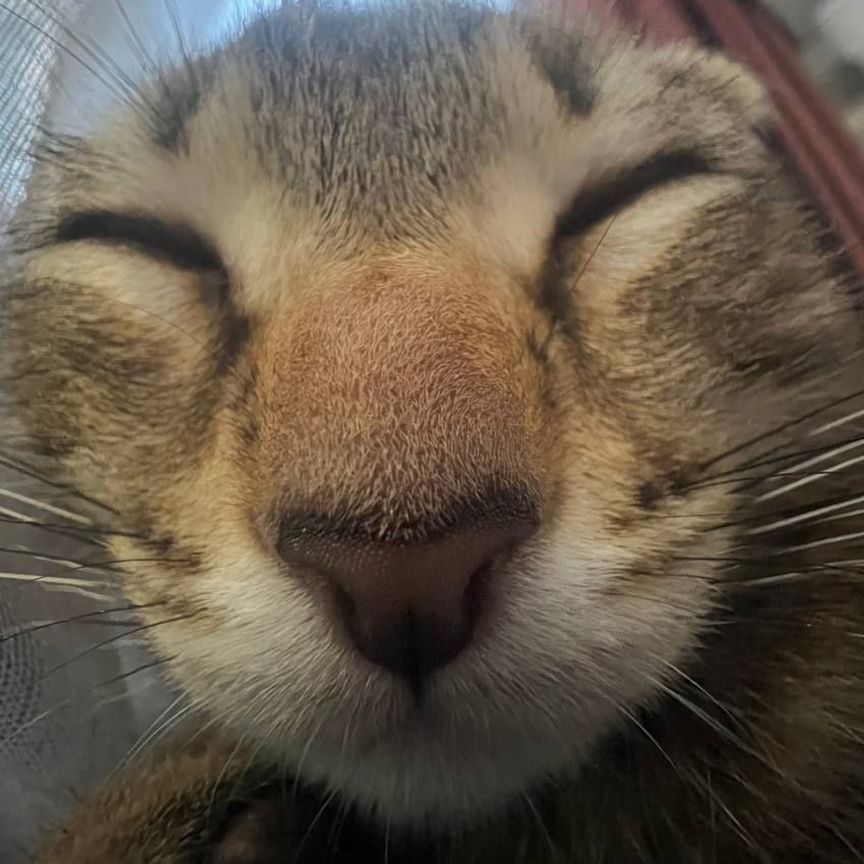 Шотландский вислоухий длинношёрстный котёнок