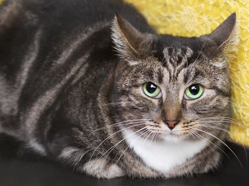 Зеленоглазая красивая кошка Малефисента в дар