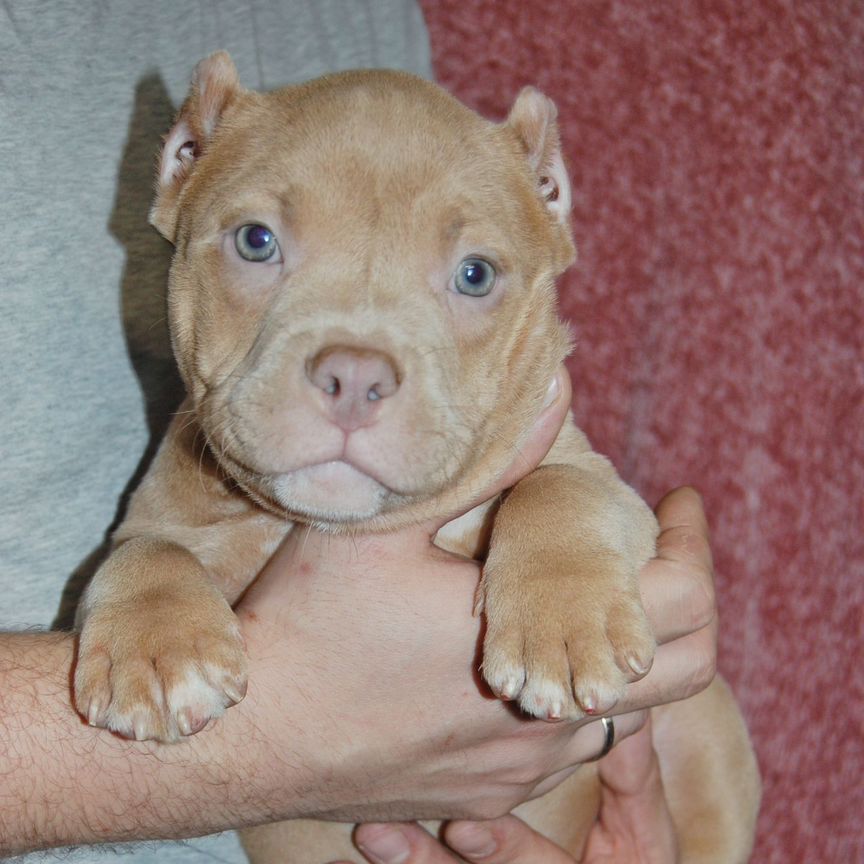 Щенки американского булли