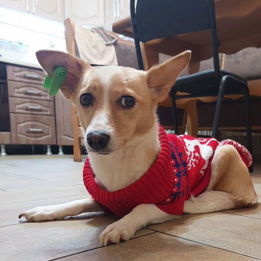 Малышка Бланка 6,3 кг 1,5 года в добрые руки