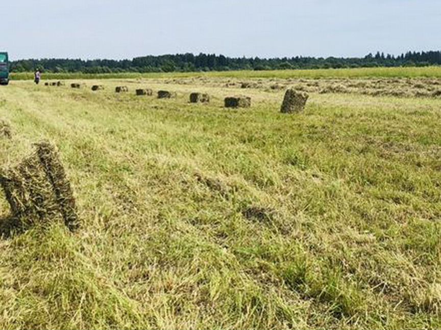 Сено луговое разнотравное