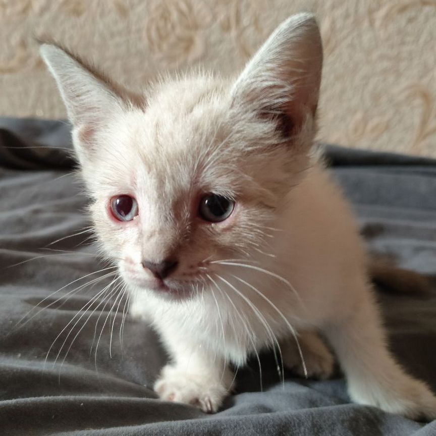 Отдам котенка в добрые руки белая девочка