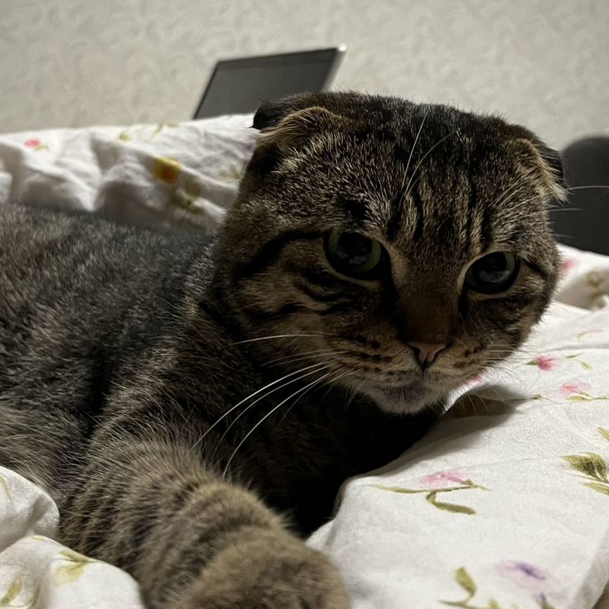 Шотландская вислоухая кошка