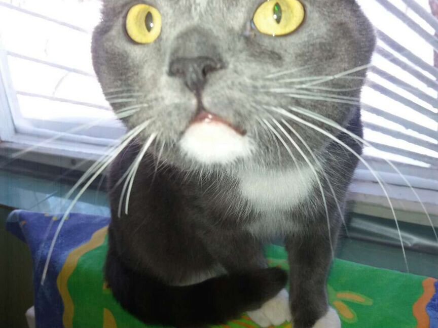 Котик