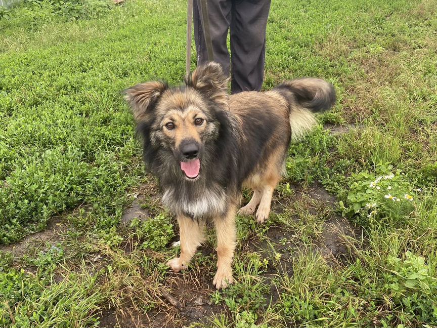 Собака в добрые руки