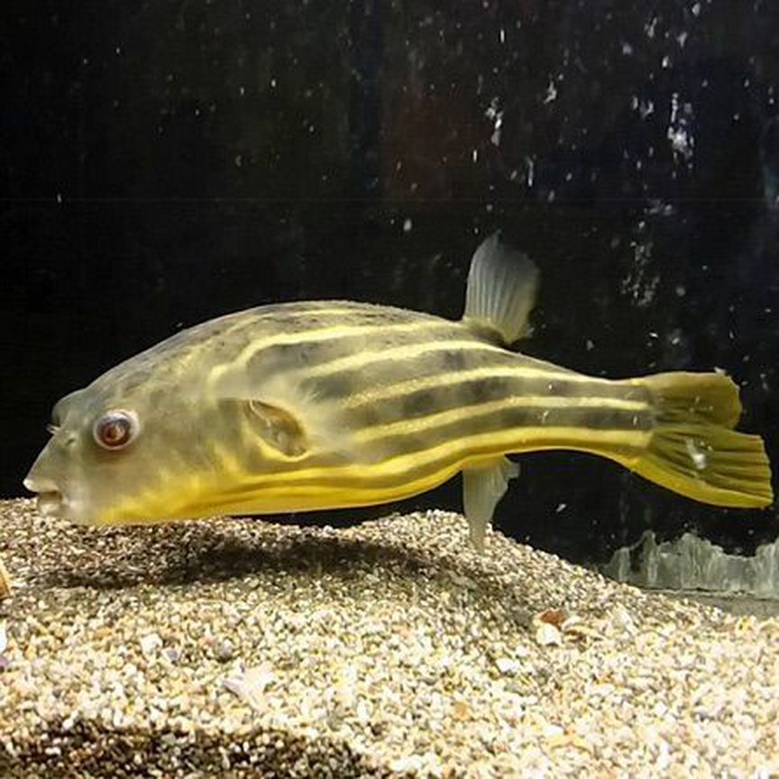 Тетрадон фахака