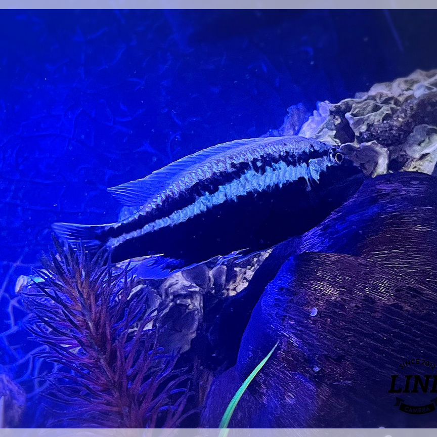 Меланохромис Ауратос - цихлида Африка