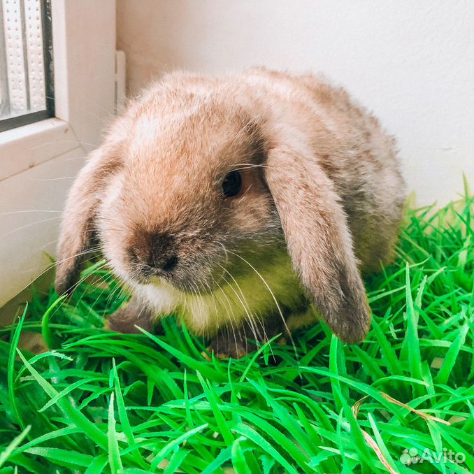 Карликовый кролик - очень редкий