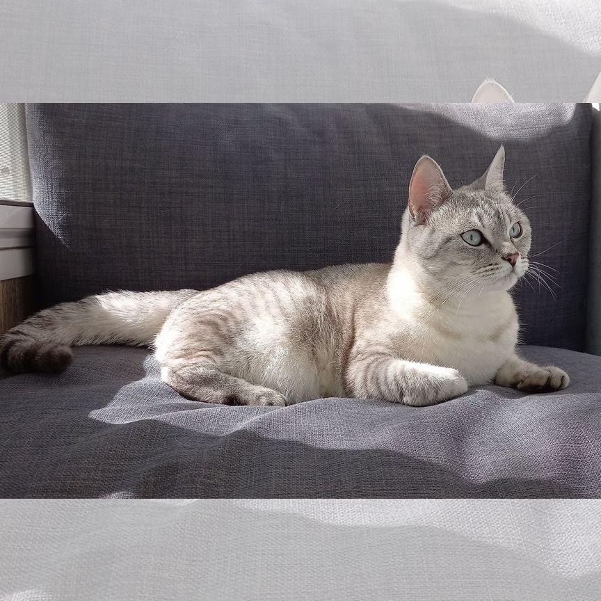 Кошечка