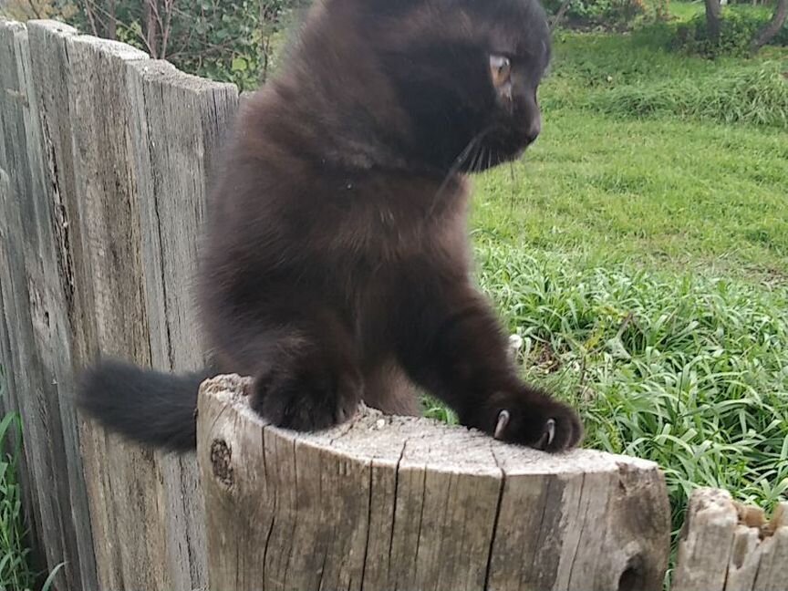 Кошечка 3,5 мес