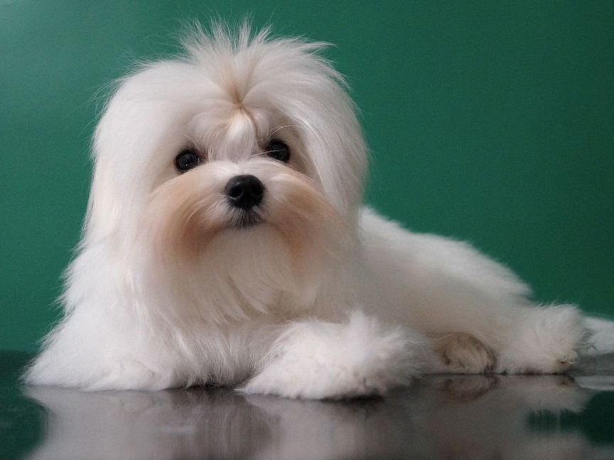 Малыш мальтезе